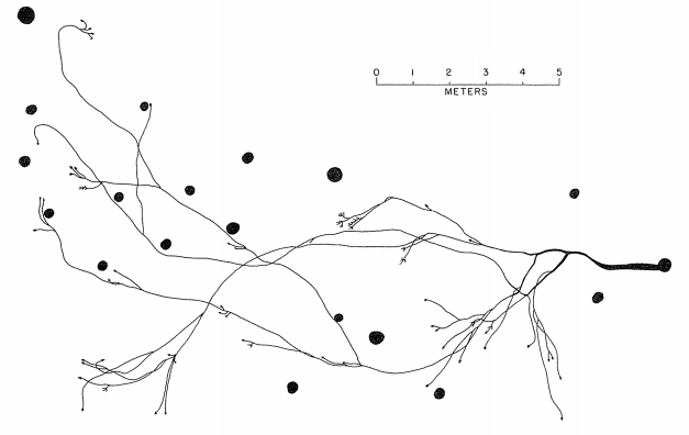 Root brain – The One Tree Project