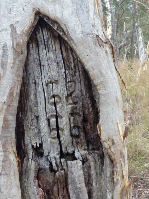 Marking Trees – The One Tree Project