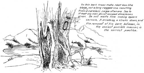 Marking Trees – The One Tree Project