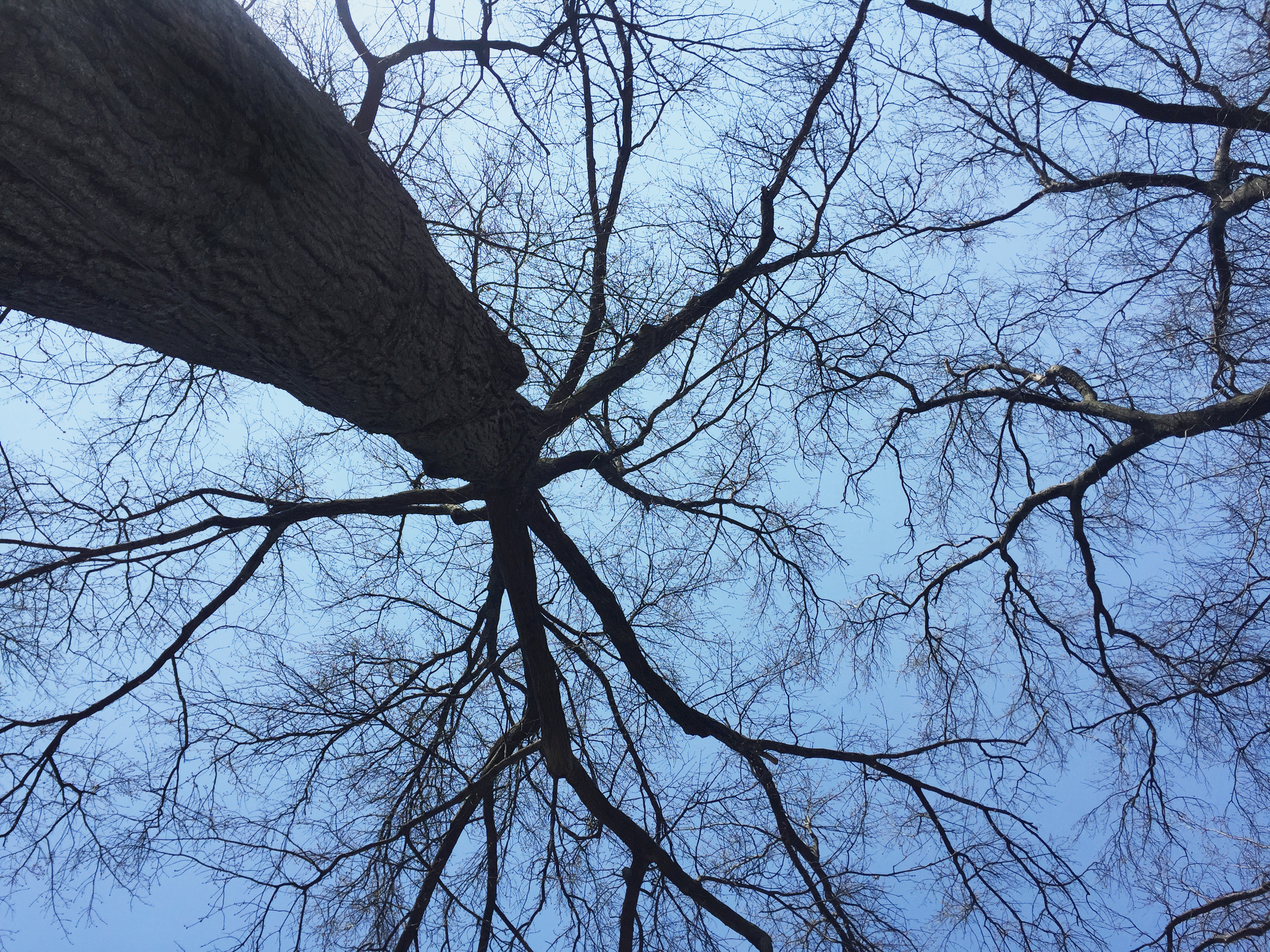 Tree Breath – The One Tree Project
