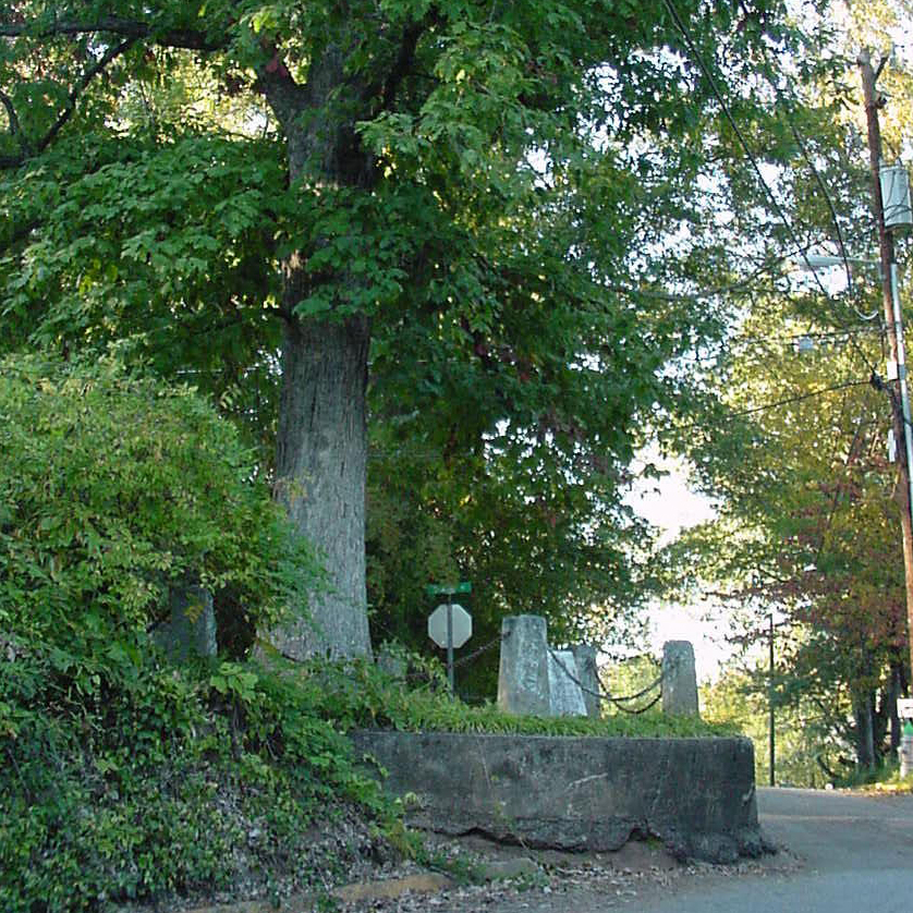 Tree Rule – The One Tree Project