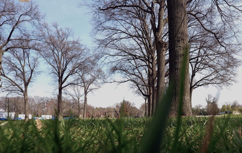 The One Tree Project – An interdisciplinary Landscape Architecture ...