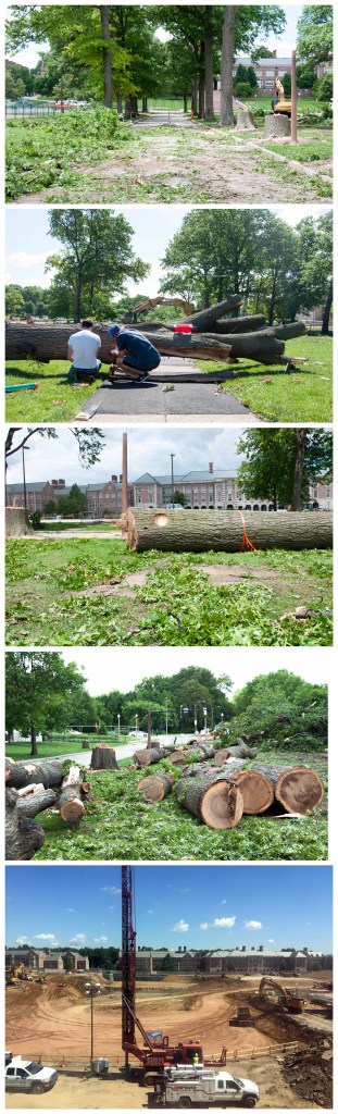 The One Tree Project – An interdisciplinary Landscape Architecture ...