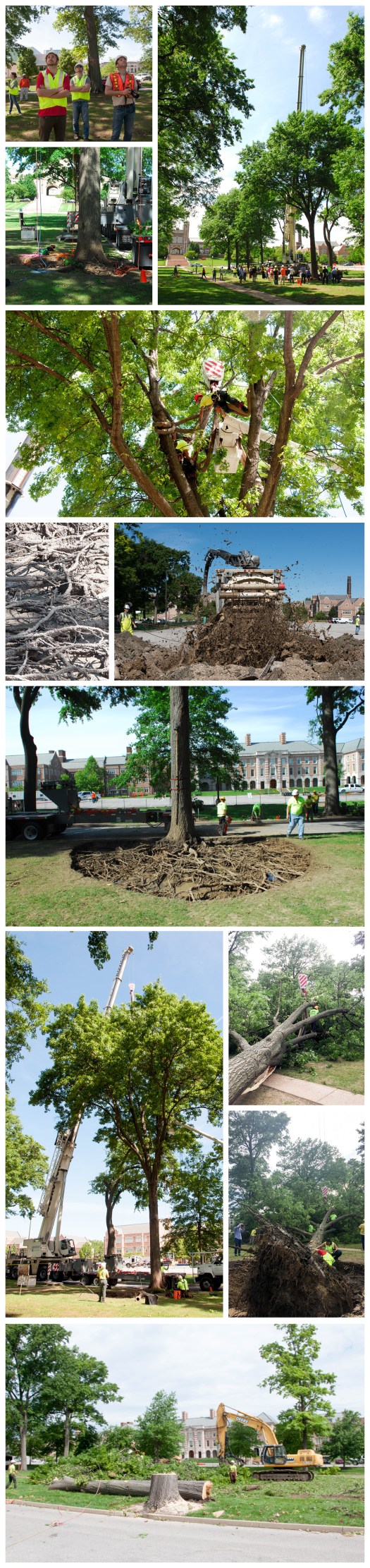 The One Tree Project – An interdisciplinary Landscape Architecture ...