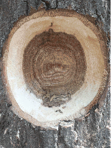 The One Tree Project – An interdisciplinary Landscape Architecture ...