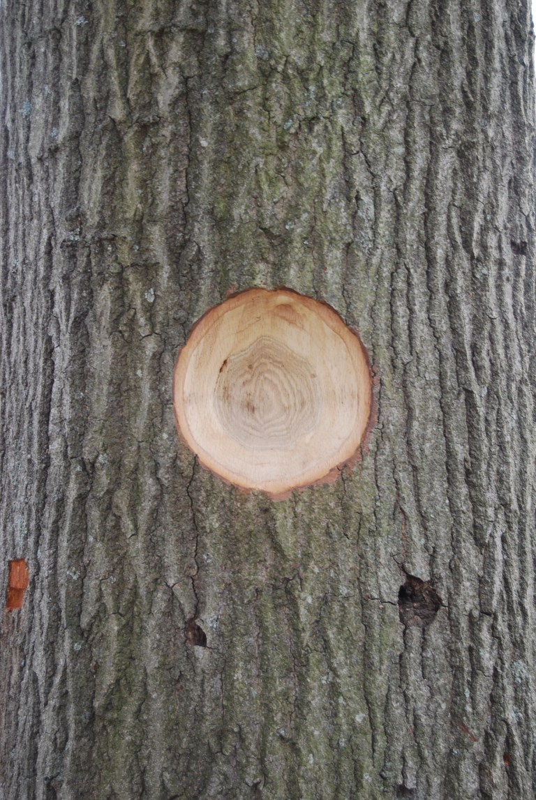 The One Tree Project – An interdisciplinary Landscape Architecture ...