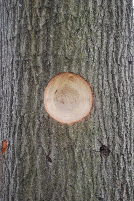 The One Tree Project – An interdisciplinary Landscape Architecture ...